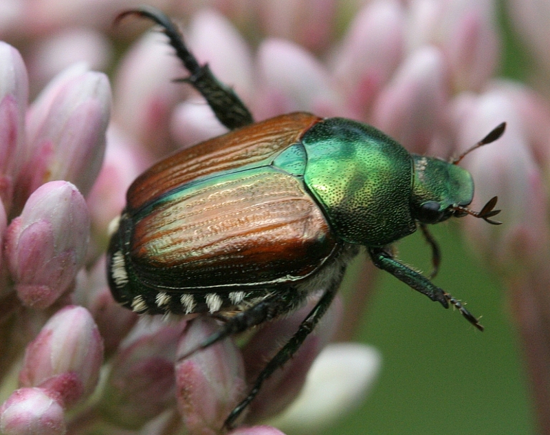 A Beetled Brow – Hard Science Ain't Hard